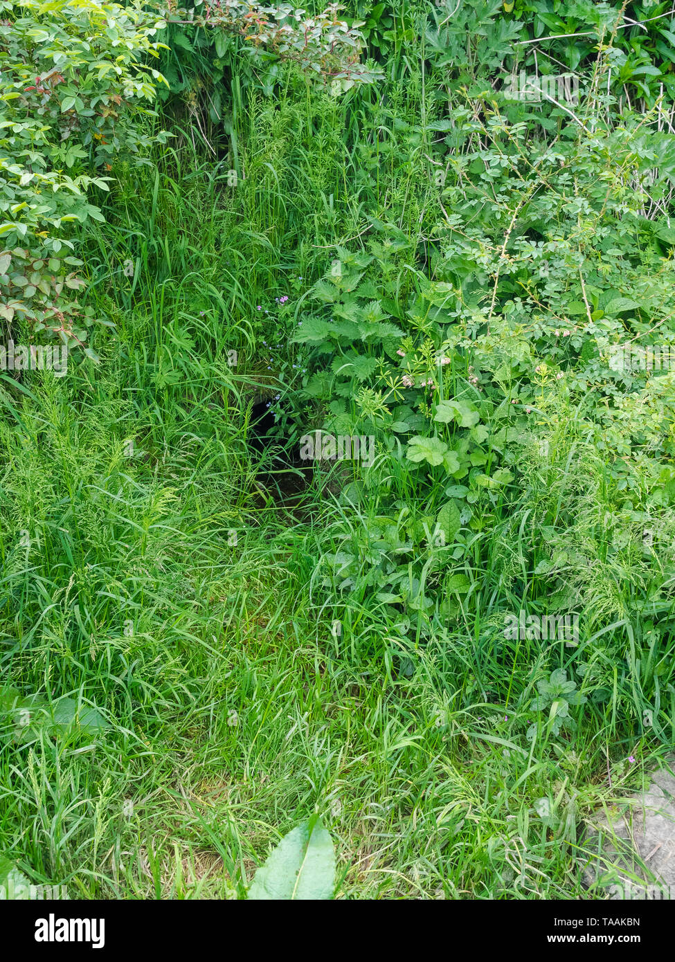 Holy well spring water uk hi-res stock photography and images - Alamy