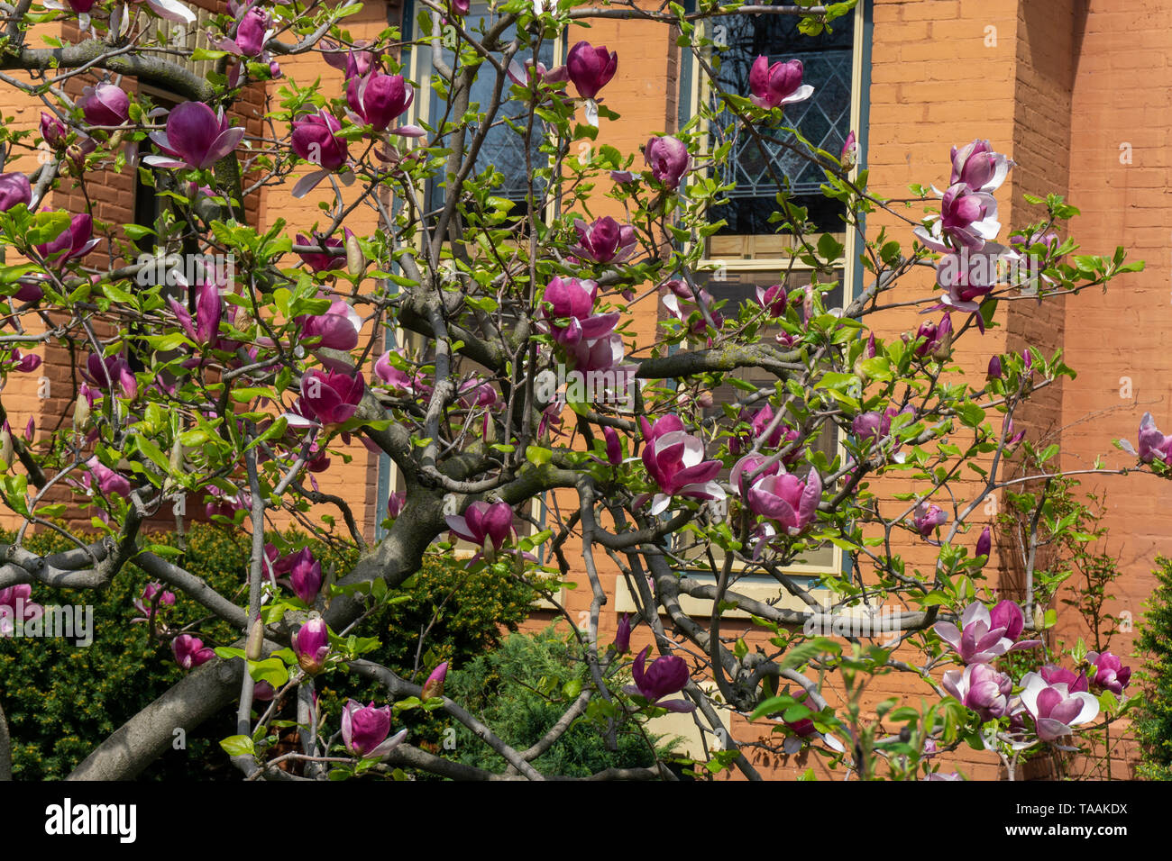 Toronto victorian houses hi-res stock photography and images - Alamy