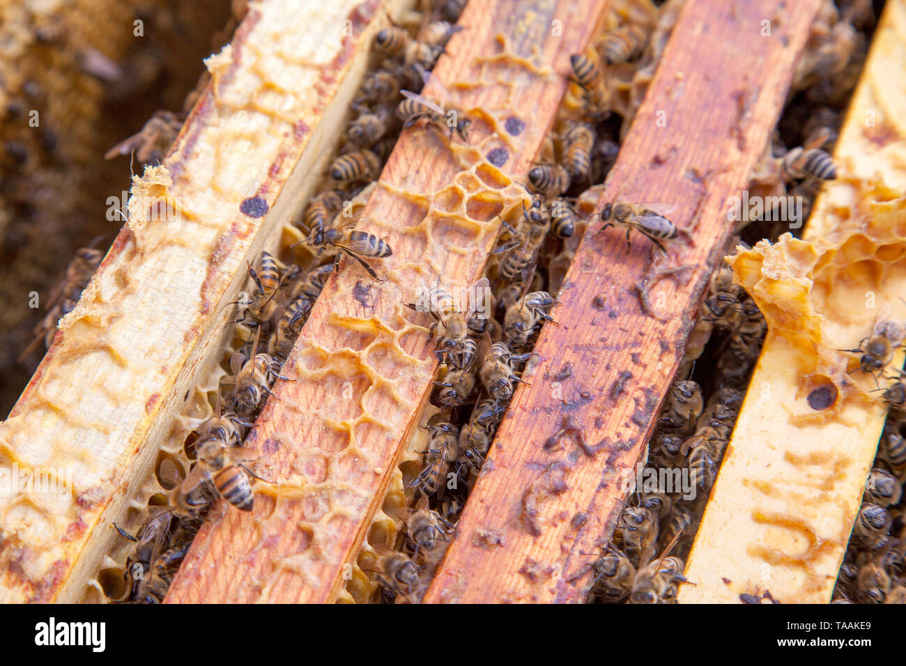 Frames of a beehive. Close up view of the opened hive body showing the ...
