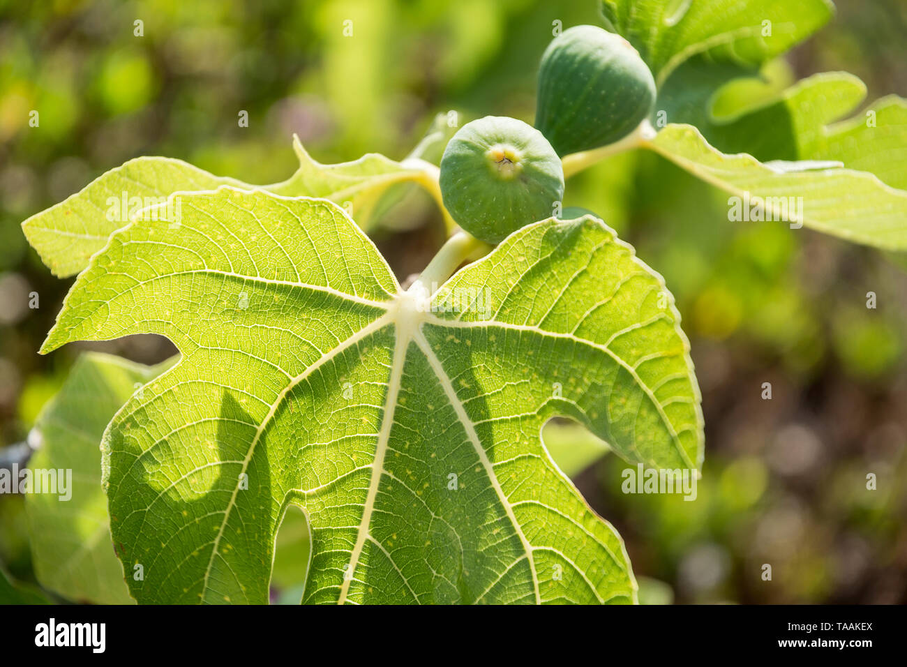 Fig tree - Ibiza Finca ambience with Mediterranean lifestyle Stock ...
