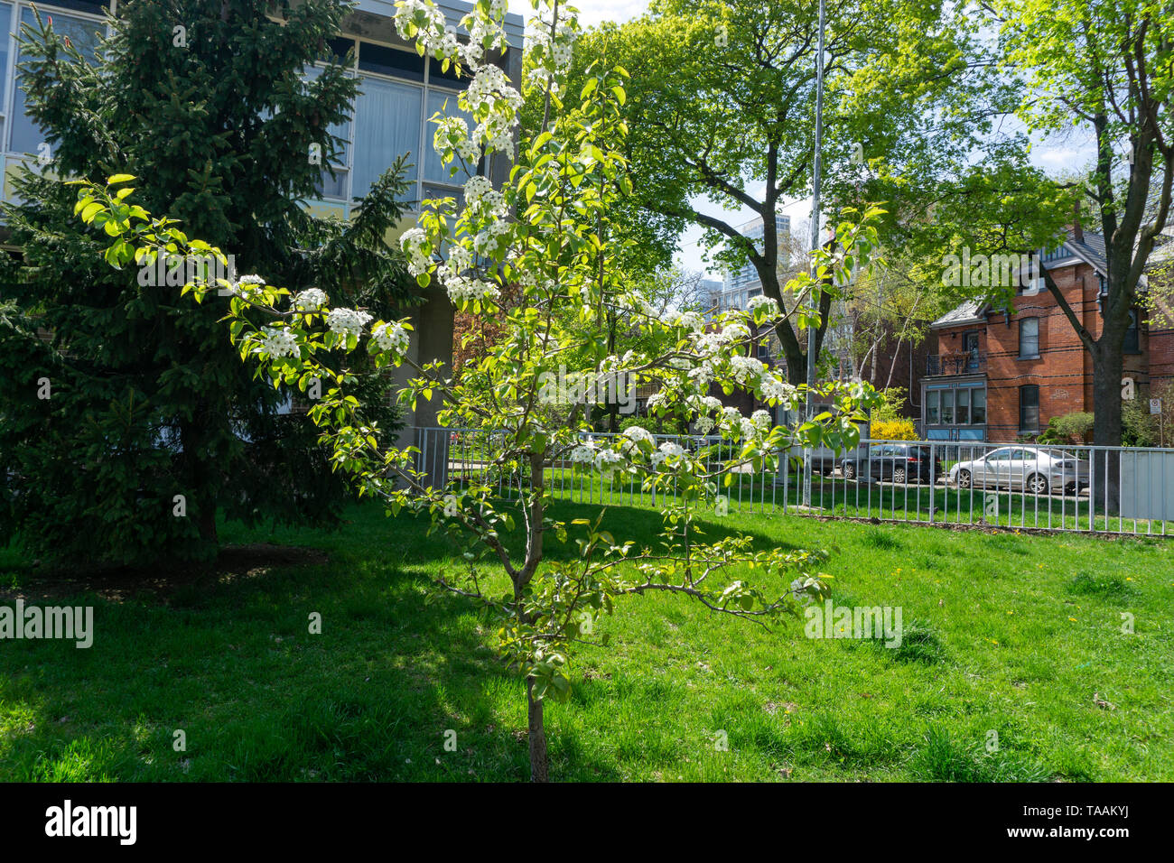 Central toronto neighbourhood hi-res stock photography and images - Alamy