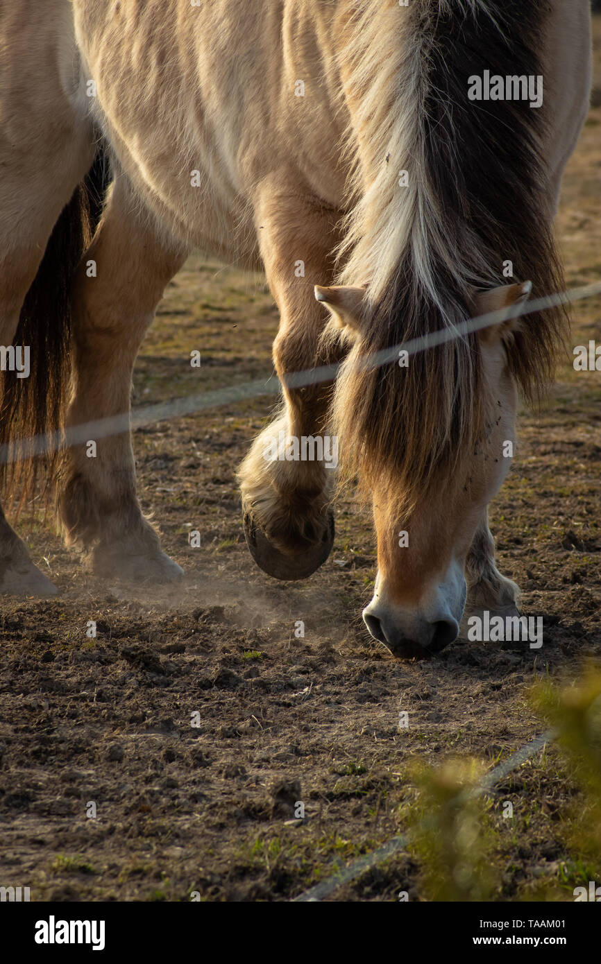 Dun With Black Points High Resolution Stock Photography and Images - Alamy