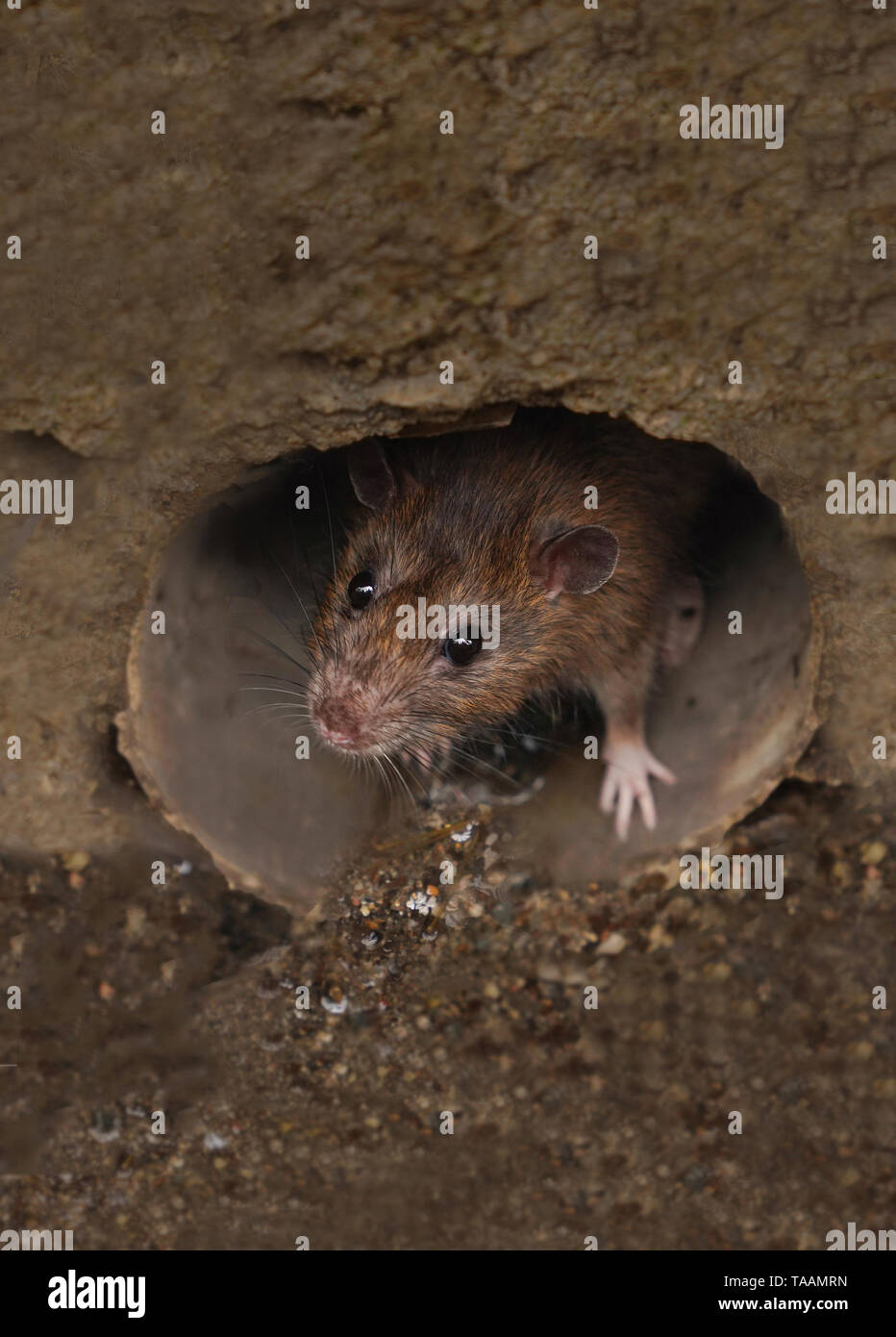 Sewer grate rat hi-res stock photography and images - Alamy
