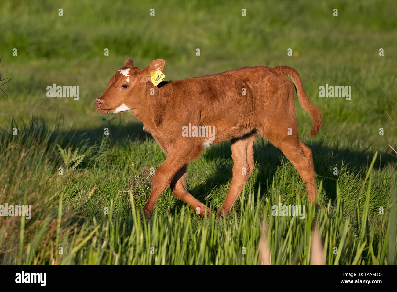 Calf Cow (Bos taurus Stock Photo - Alamy