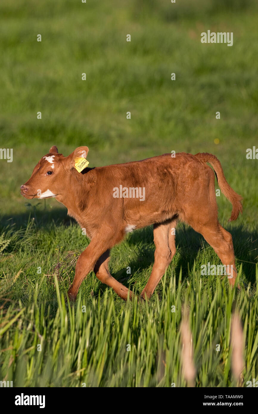 Bos taurus uk hi-res stock photography and images - Alamy