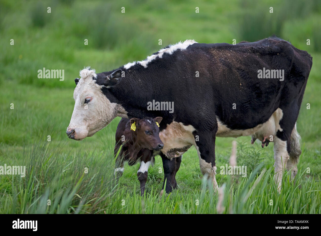Calf Cow (Bos taurus Stock Photo - Alamy