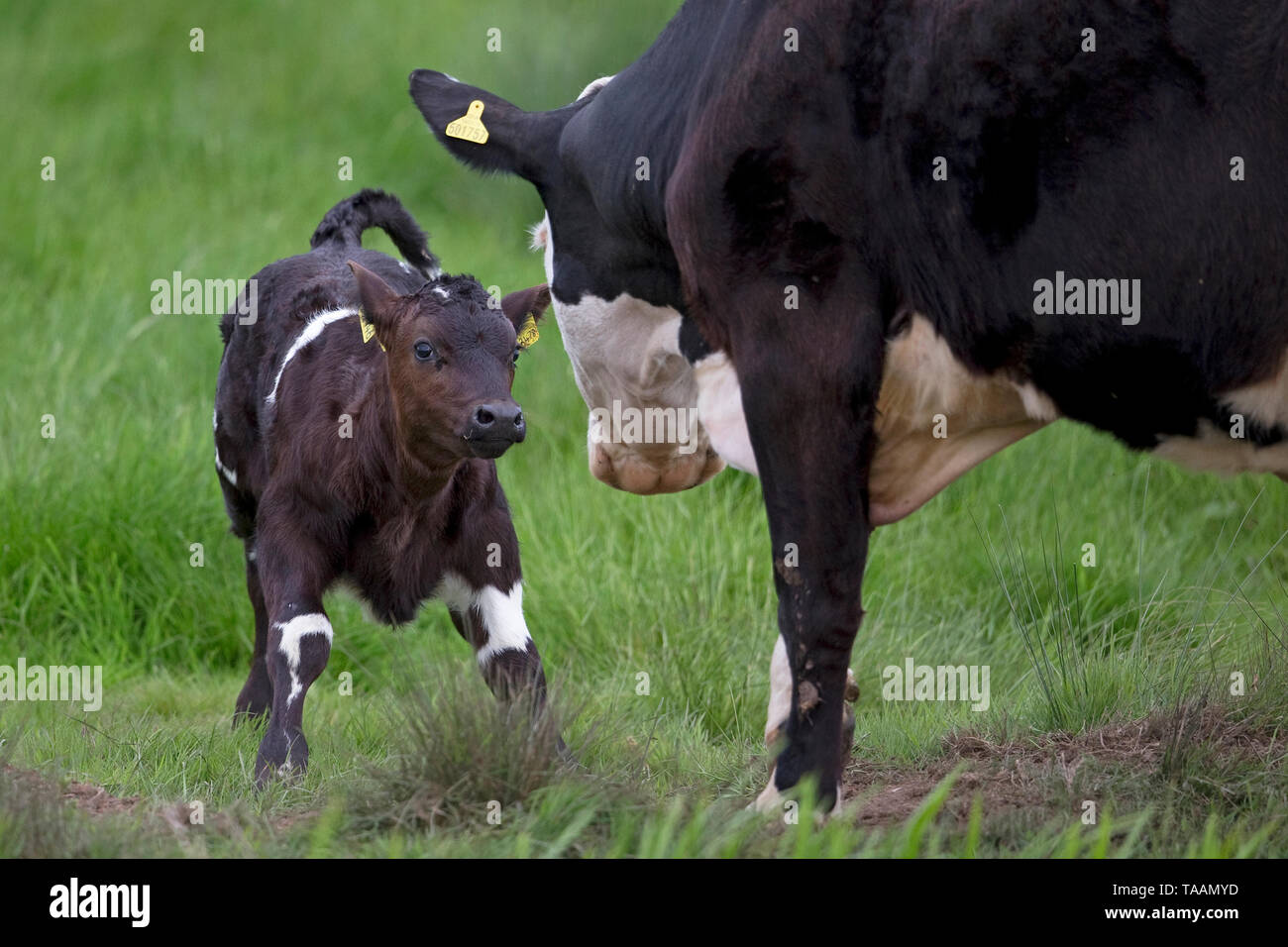 Calf Cow (Bos taurus Stock Photo - Alamy