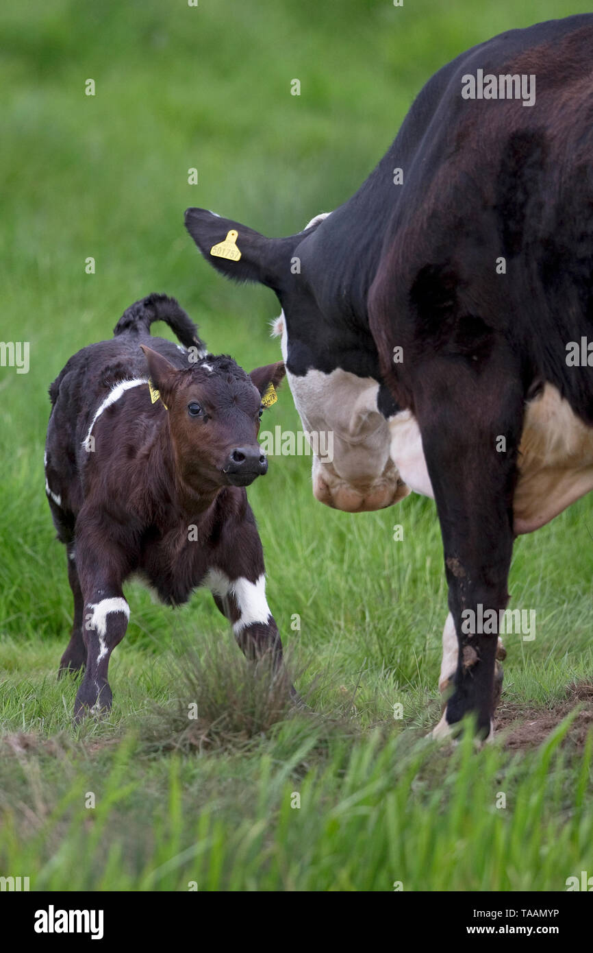 Calf cow hi-res stock photography and images - Alamy