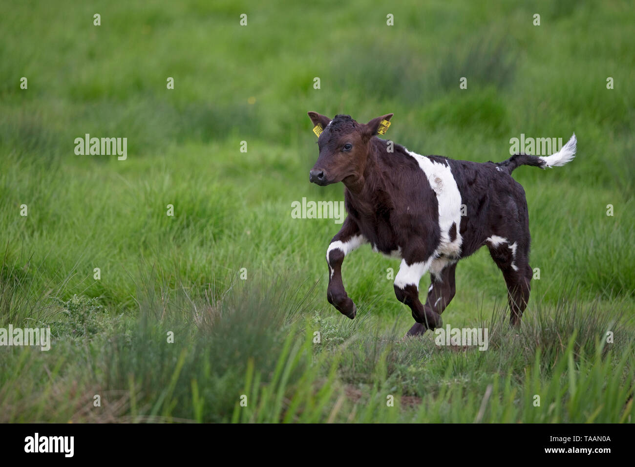 Calf Cow (Bos taurus Stock Photo - Alamy