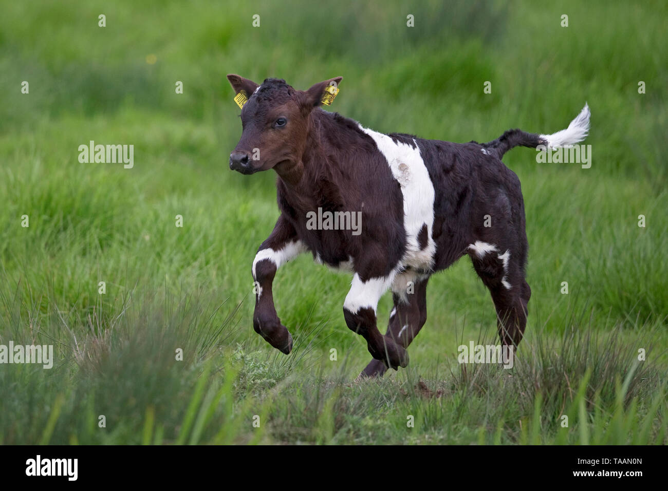 Calf running cow hi-res stock photography and images - Alamy