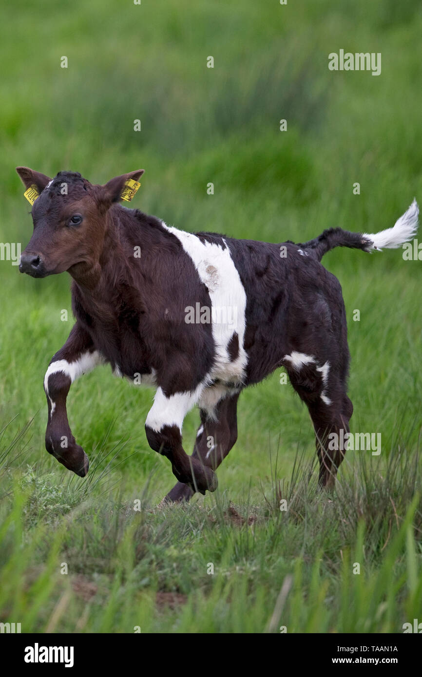 Calf running cow hi-res stock photography and images - Alamy