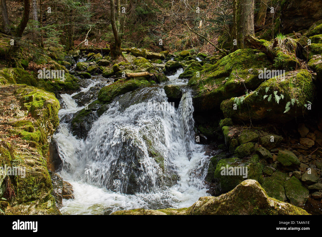 hiking in the river ravenna canyon in the black forest in germany Stock ...