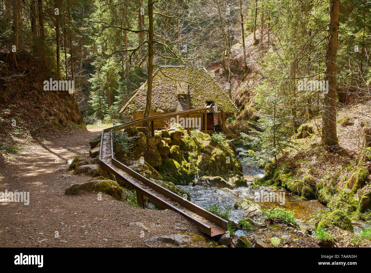 hiking in the river ravenna canyon in the black forest in germany Stock ...