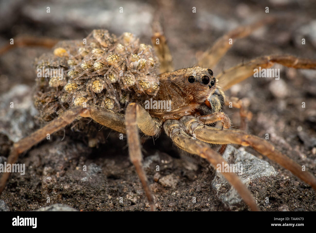 Female wolf spider carrying baby spiderlings on her back Stock Photo ...