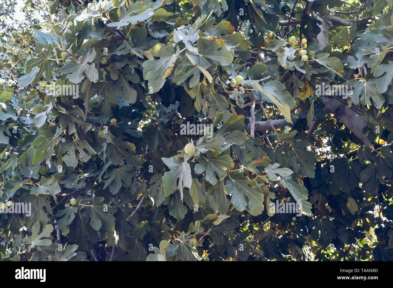 close up of fig tree with branches with growing fruits Stock Photo - Alamy