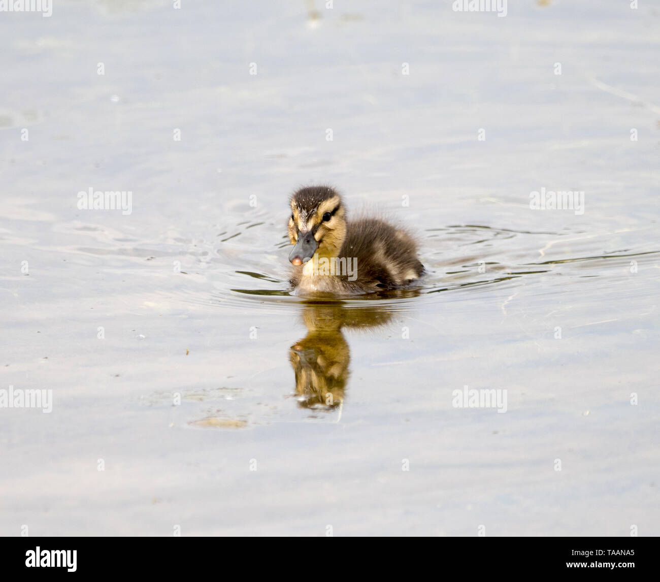 Duckling small wings hi-res stock photography and images - Alamy