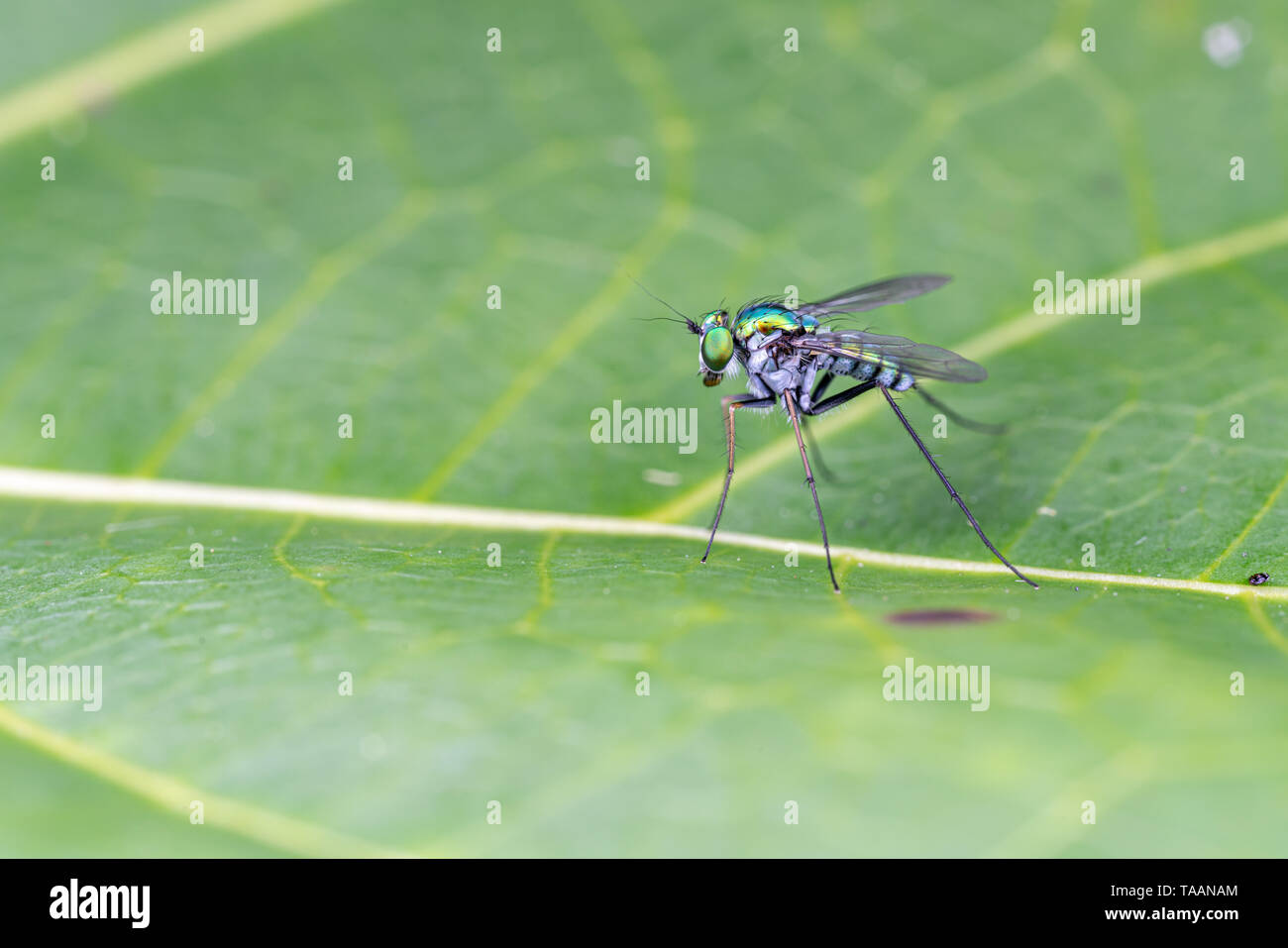 Diptera dolichopodidae hi-res stock photography and images - Alamy
