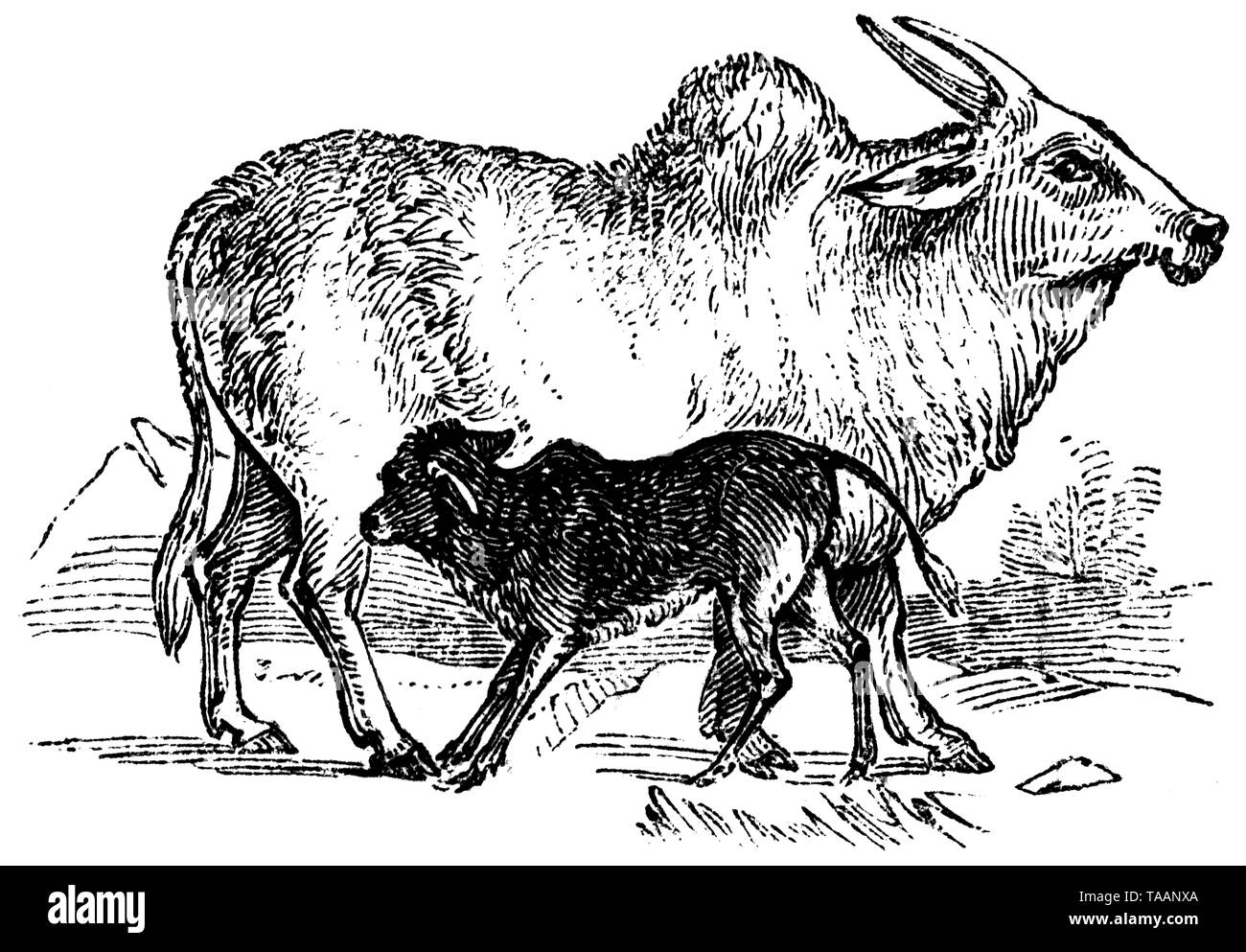 Bos taurus indicus hi-res stock photography and images - Alamy