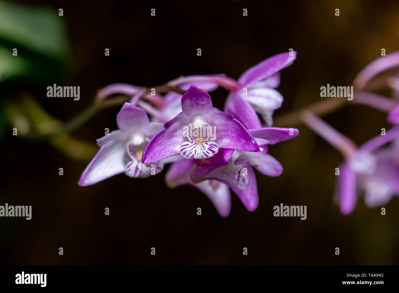 Macro close up of several beautiful purple dendrobium kingianum orchid ...