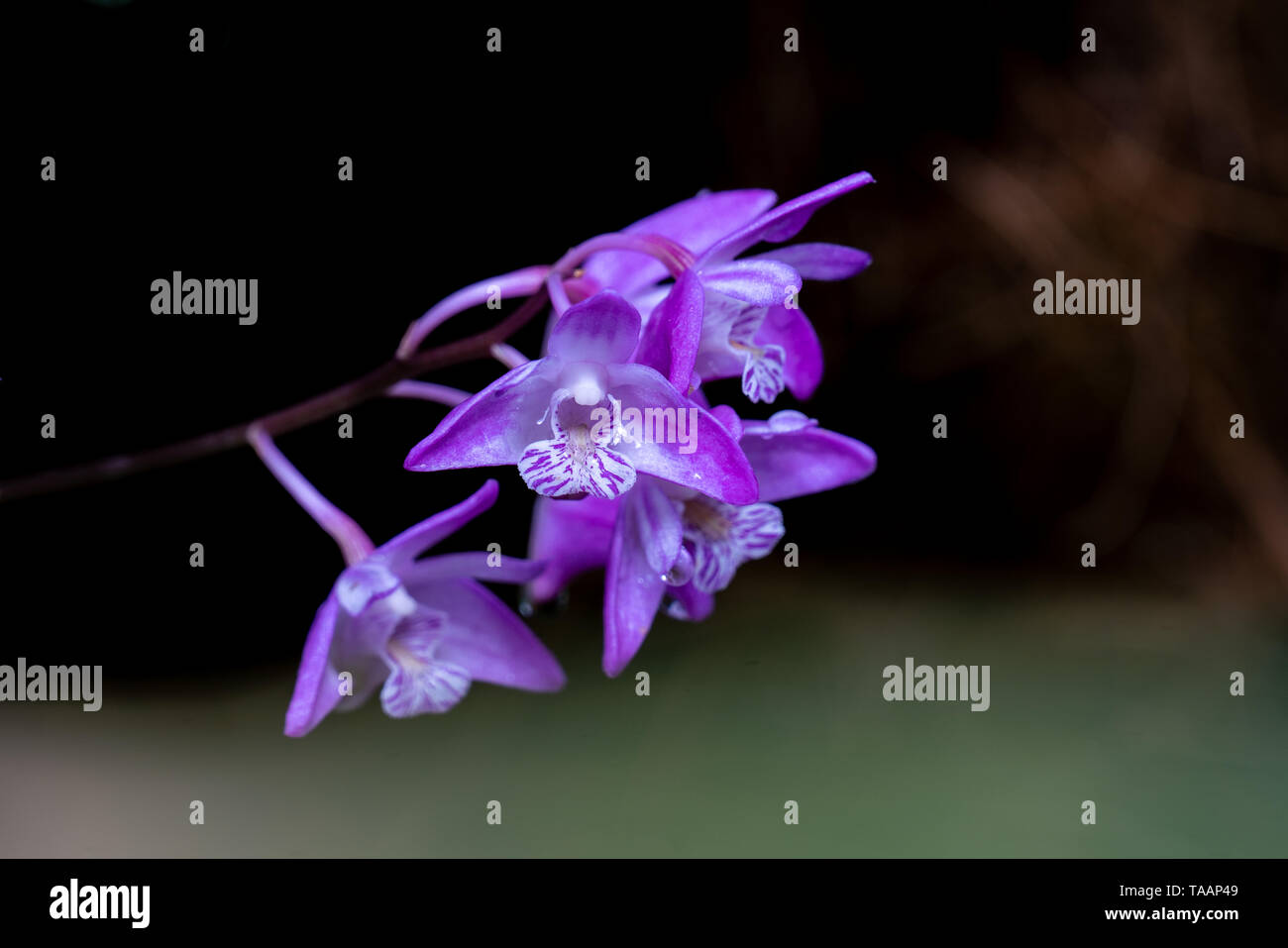 Macro close up of several beautiful purple dendrobium kingianum orchid ...