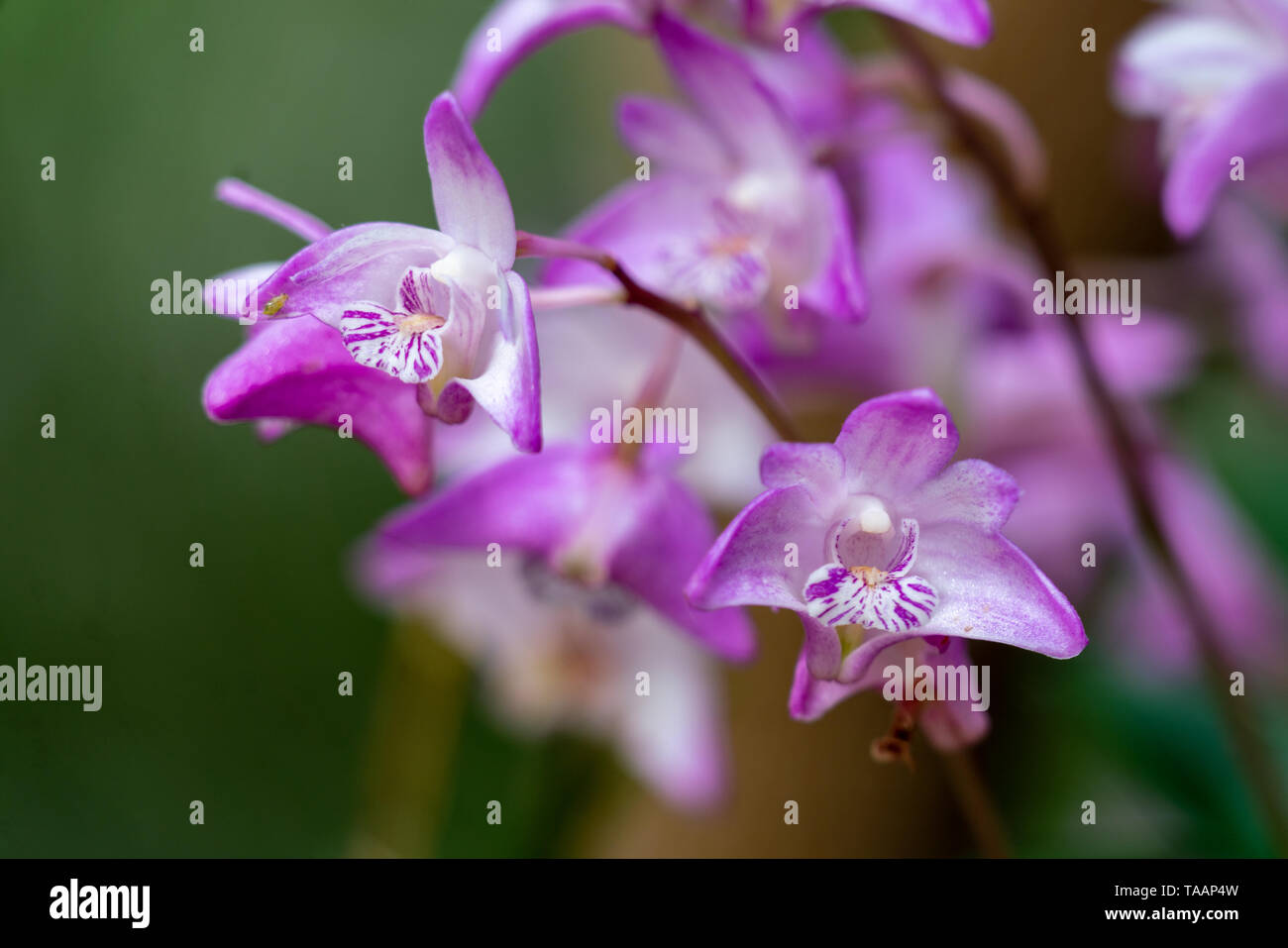 Macro close up of several beautiful purple dendrobium kingianum orchid ...