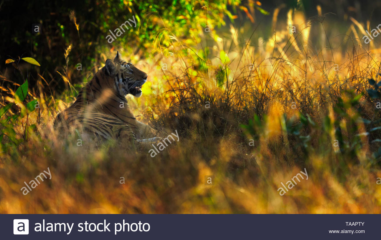 Tiger In Habitat High Resolution Stock Photography and Images - Alamy