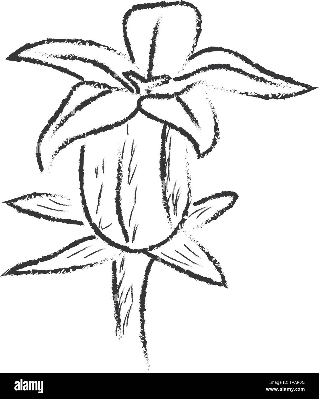 Isolated sketch of a flower on a white background Stock Vector Image ...