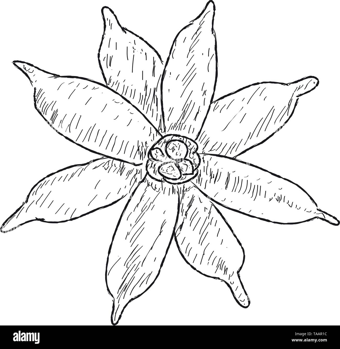 Isolated sketch of a flower on a white background Stock Vector Image ...