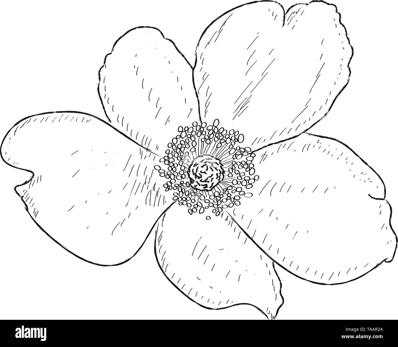 Isolated sketch of a flower on a white background Stock Vector Image ...
