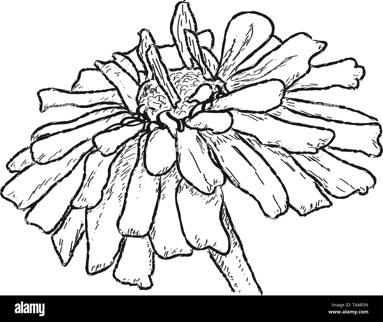 Isolated sketch of a flower on a white background Stock Vector Image ...