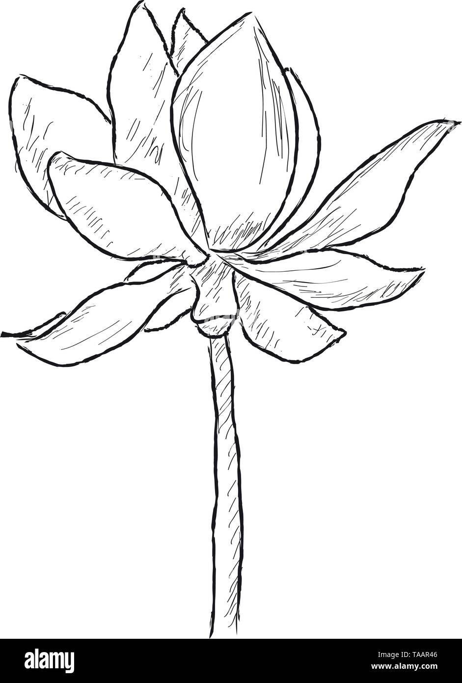 Isolated sketch of a flower on a white background Stock Vector Image ...
