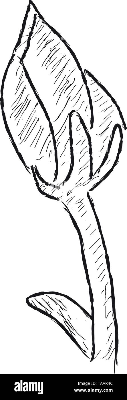 Isolated sketch of a flower on a white background Stock Vector Image ...