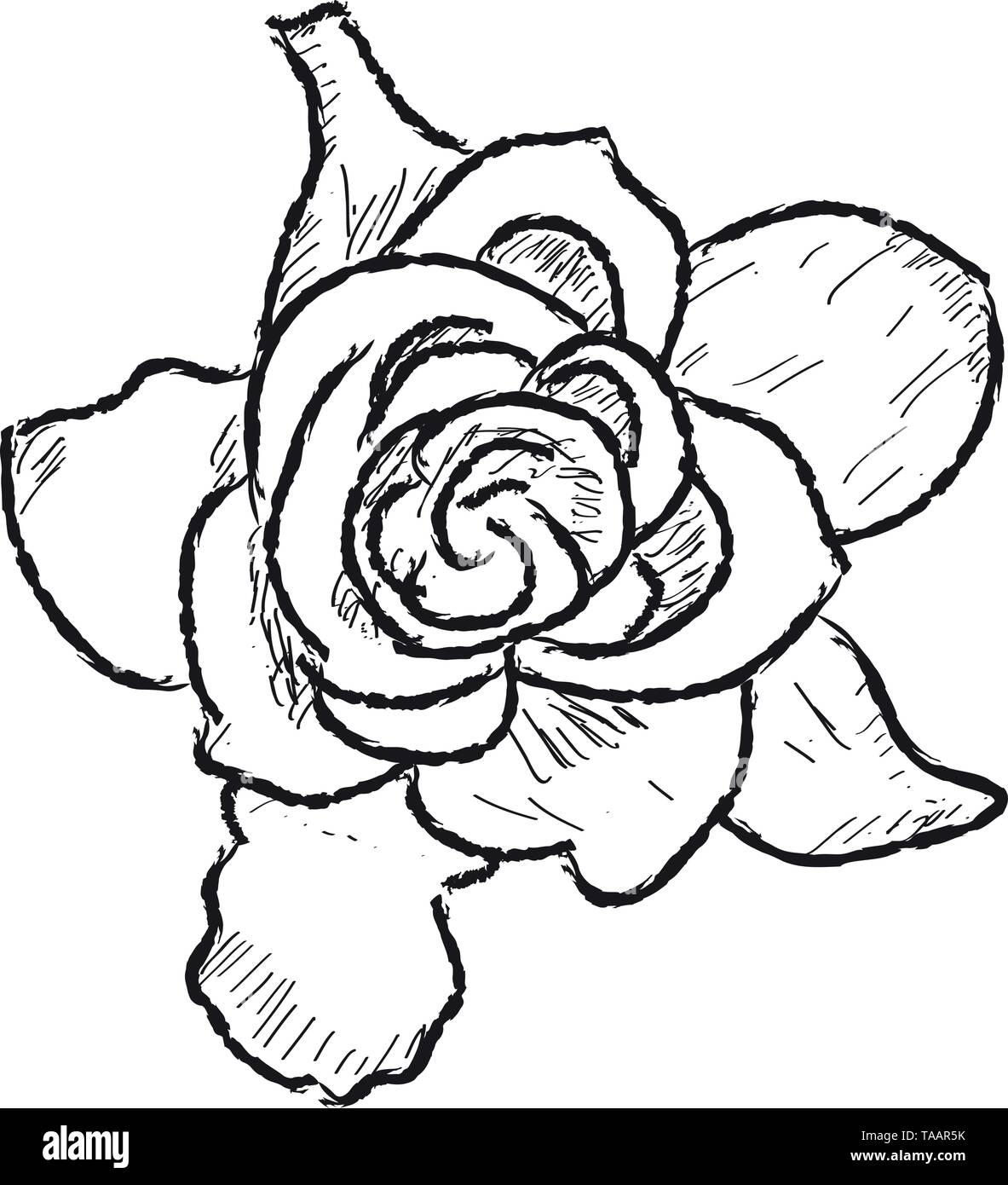 Isolated sketch of a rose on a white background Stock Vector Image ...