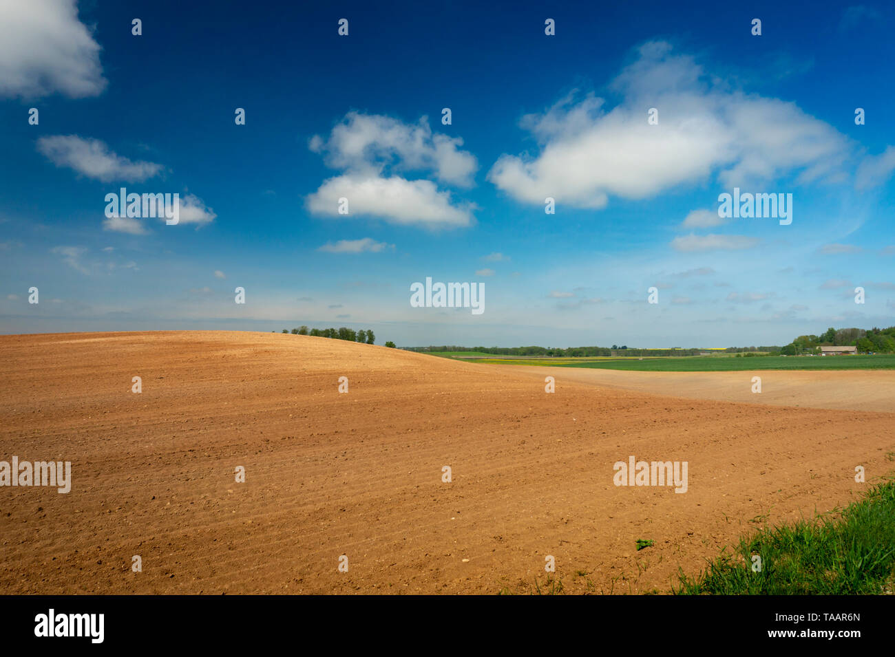 Rolling hills, ploughed farm field and dandelions in a meadow in a ...