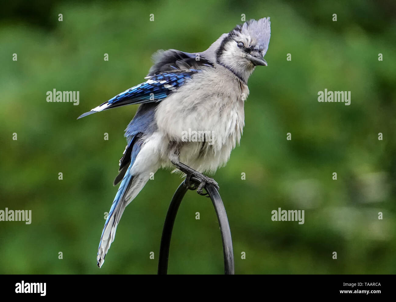 Puffed up hi-res stock photography and images - Alamy