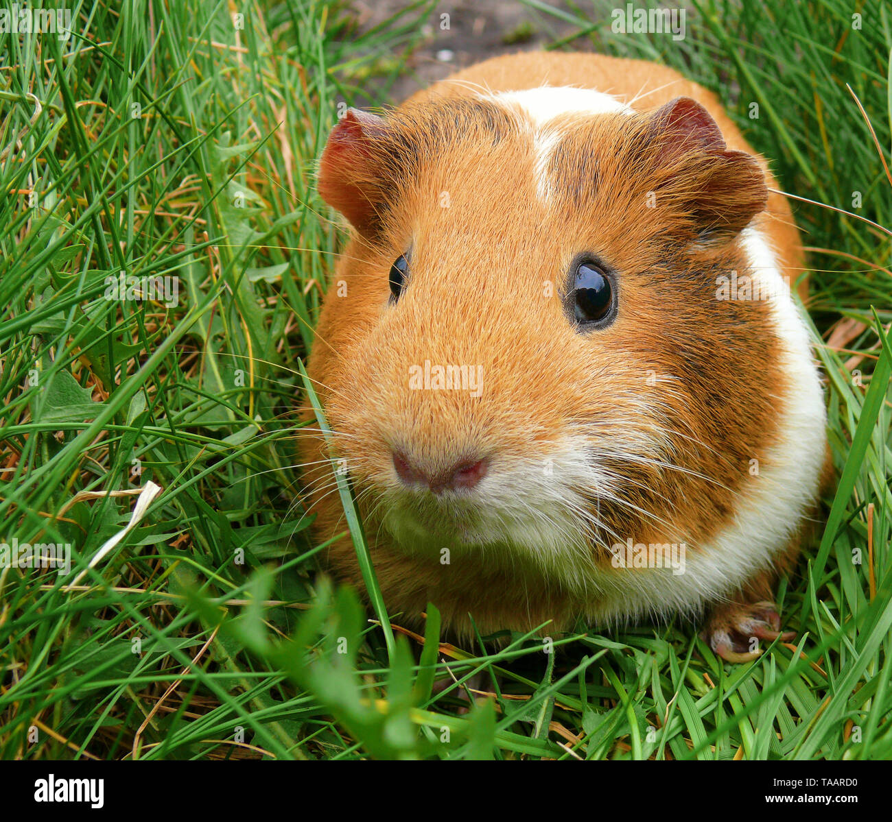Beautiful portrait of abyssinian orange guinea pig close-up on green ...