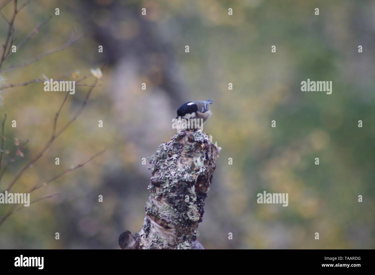 Autumn Birch Woodland, Muir of Dinnet NNR, Cairngorms, Scotland, UK ...