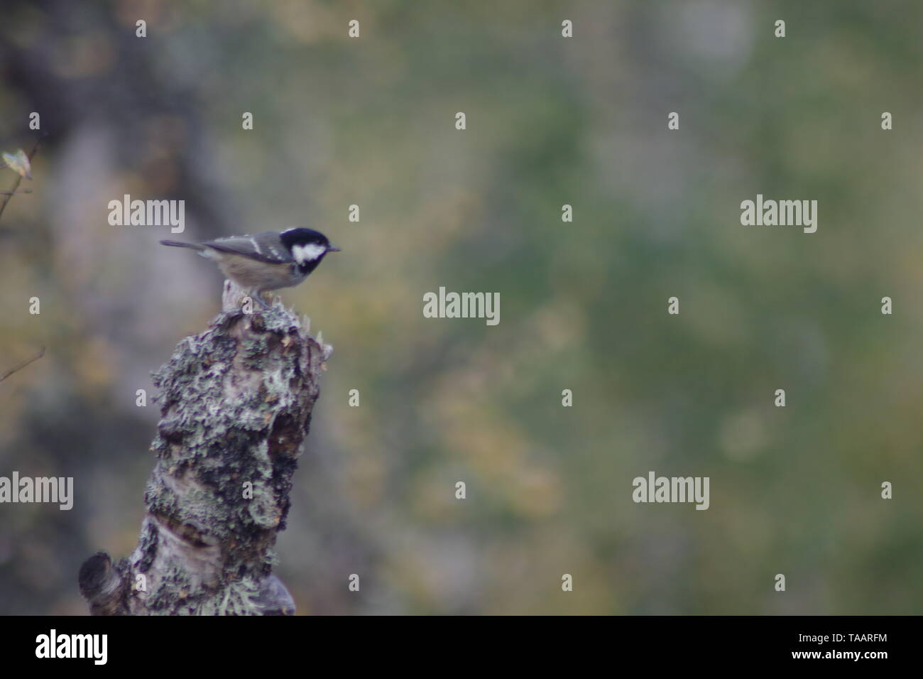 Autumn Birch Woodland, Muir of Dinnet NNR, Cairngorms, Scotland, UK ...