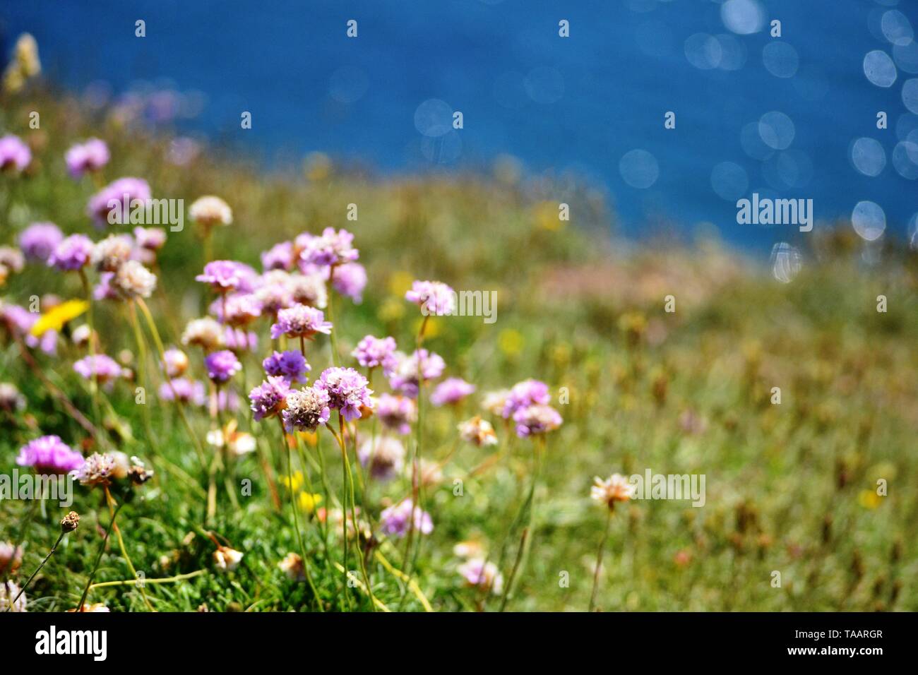 Flowers on the cliff above the sea at Strumble Head, West wales Stock ...