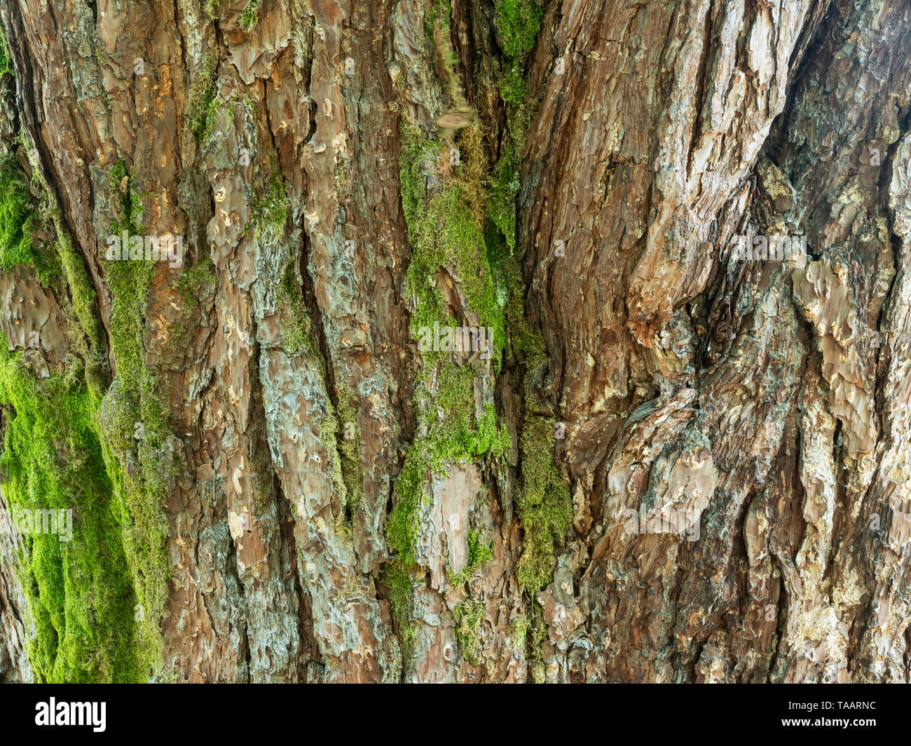 Tree bark background or texture pattern, abstract background and ...