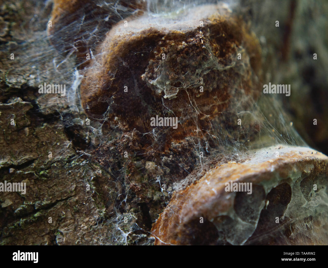 Tree rot mushroom hi-res stock photography and images - Alamy