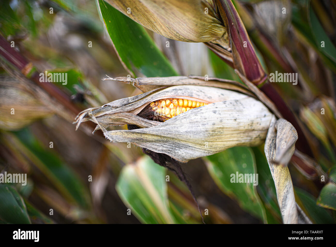 Closeup corn on the dry stalk in the corn field. Background Stock Photo ...