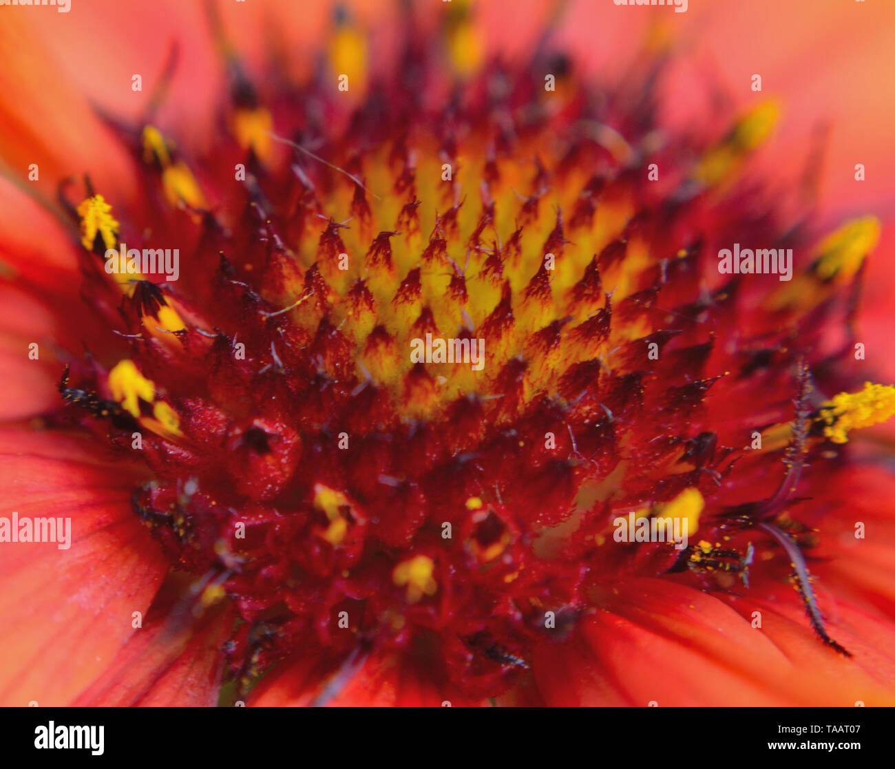 Gaillardia aristata flower hi-res stock photography and images - Alamy