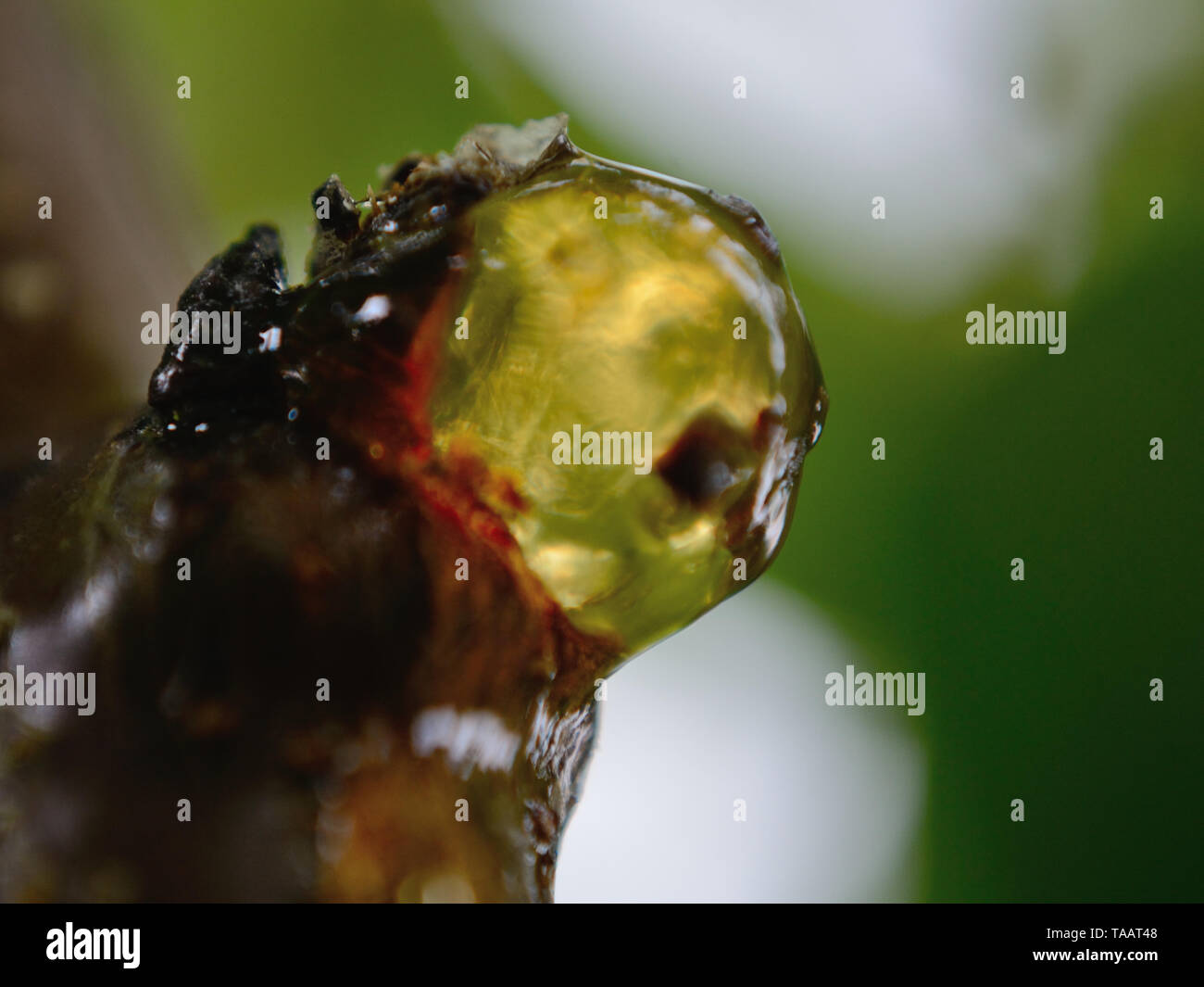 Amber tree hi-res stock photography and images - Alamy