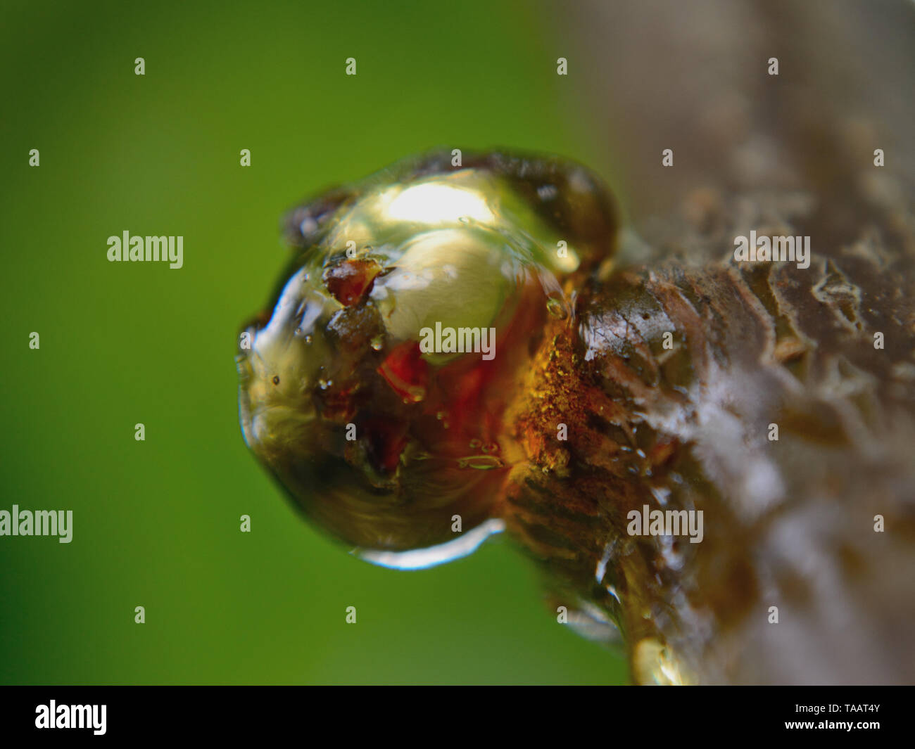 Amber, tree resin Stock Photo - Alamy