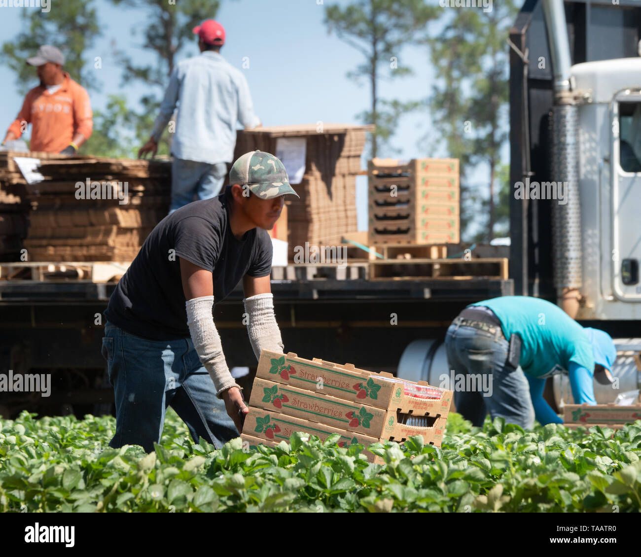 Farm workers pick and pack strawberries at Lewis Taylor Farms using ...