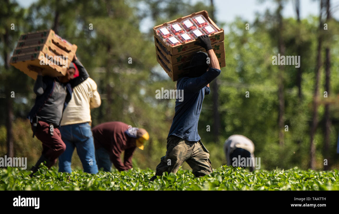 Mexican migrant workers hi-res stock photography and images - Alamy