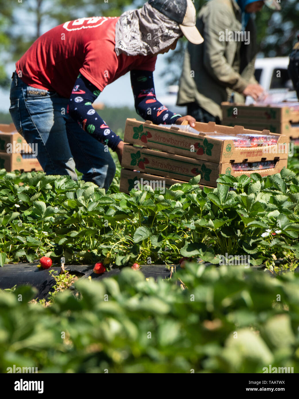 United farm workers mexican hi-res stock photography and images - Alamy