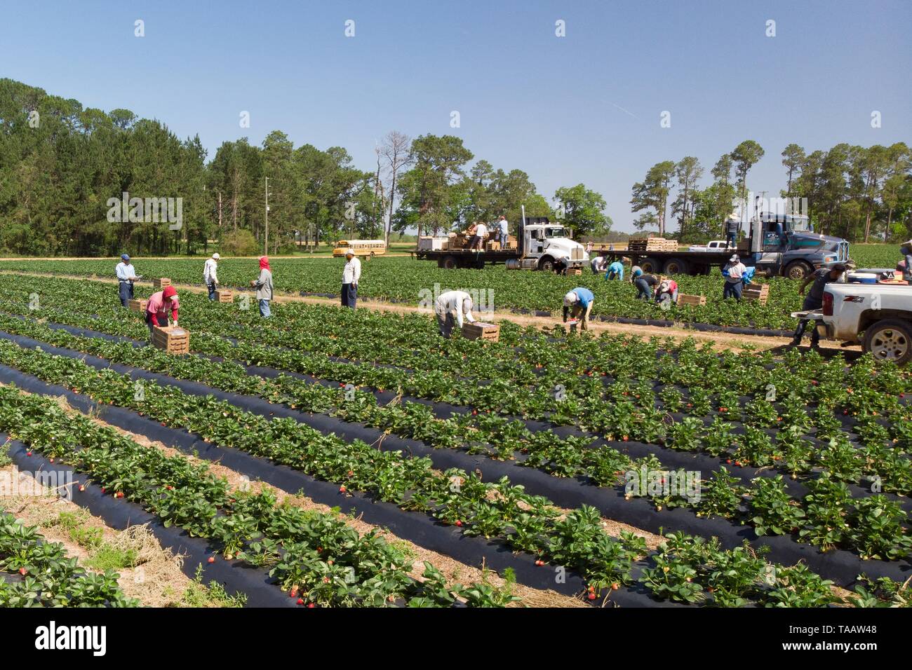 United farm workers mexican hi-res stock photography and images - Alamy