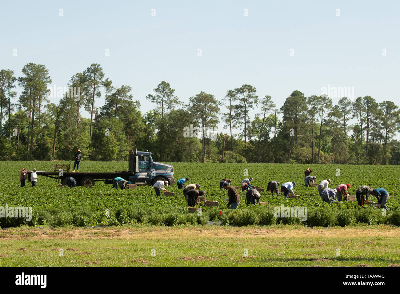 Day laborers’ mexico hi-res stock photography and images - Alamy